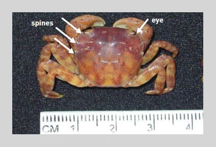 Asian shore crab | Marine Pests