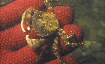 Asian shore crab | Marine Pests