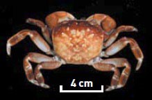 Asian shore crab | Marine Pests