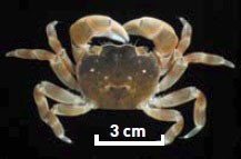 Asian shore crab | Marine Pests