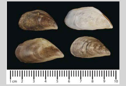 Black striped false mussel | Marine Pests