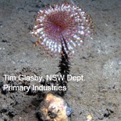 European fan worm | Marine Pests