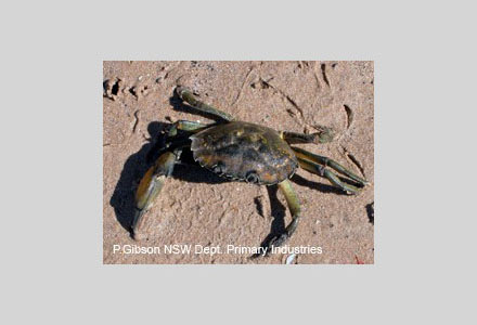 European shore crab | Marine Pests