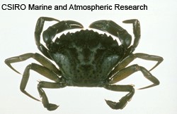 European shore crab | Marine Pests