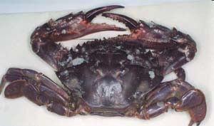 Asian paddle crab | Marine Pests