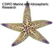 Northern Pacific seastar | Marine Pests